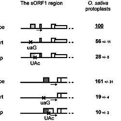 Translation downstream of the RTSV and RTBV leaders is regulated by the ...