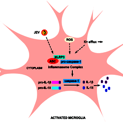 Schematic showing the signalling pathway leading to IL-1β and IL-18 ...