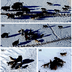 Behavior of wolves hunting bison: (a) approach, (b) attack-individual ...