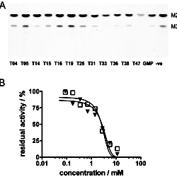 Identification and characterization of T47.