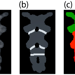 Backbone of a mouse (a) is the input CT image.