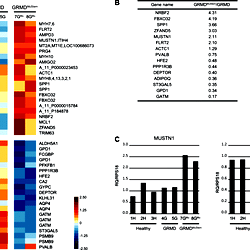 Impact of MuStem cell systemic delivery on GRMD dog muscle.