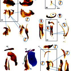 Genitalic elements of Scarabaeinae.