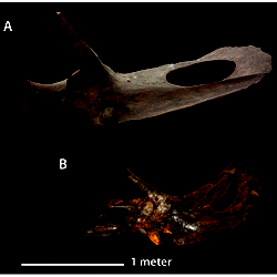 Comparison of the size of Torosaurus latus specimens.