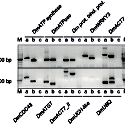PCR assembly validation.