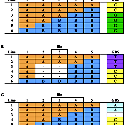 Example of placement of GBS SNP markers into genetic bins of the double ...