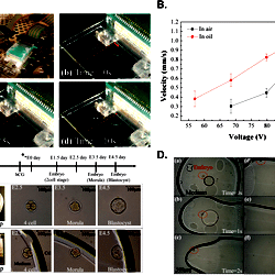 Operating the EWOD system for in vitro culture of embryo.