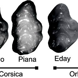 Mouse teeth exemplifying the morphological variation within and between ...