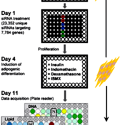 siRNA screening procedure.