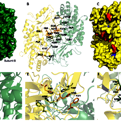 Schematic representation of dimer interface and active site of EhODC.