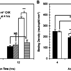 Cycloheximide (CHX) inhibition of E-selectin synthesis and neutrophil ...