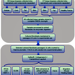 Flowchart demonstrating the tissue collection, processing and ...