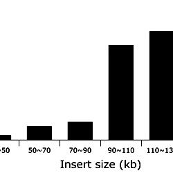 Distribution of insert size of 128 randomly selected clones.