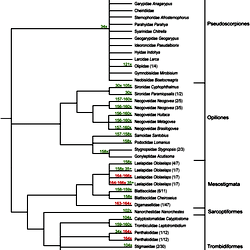 Phylogenetic relationships of taxa with indels in the COI barcode ...