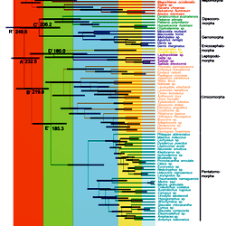 Chronogram of maximum credibility ultrametric tree the Heteroptera ...