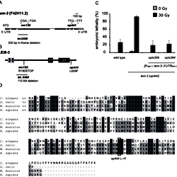 Characterization of the lem-3 locus.