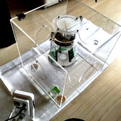 The electronic McPhail trap inside an insectary cage with B. oleae.