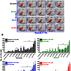 Detection of Early Apoptosis and Necrosis using Annexin V and PI.