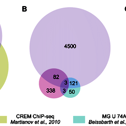 Euler diagrams representing genes from different datasets.