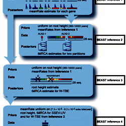 Analytical framework for the BEAST analyses.