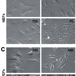 Morphology of primary and immortalized mouse embryonic fibroblasts (MEFs).