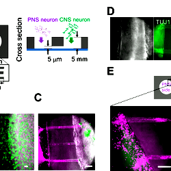 Co-culturing of PNS and CNS neurons in the PDMS chamber device.