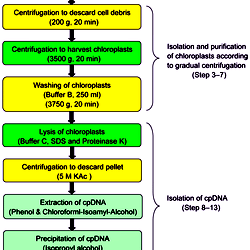 Flowchart showing the major steps for the isolation of cpDNAs using the ...