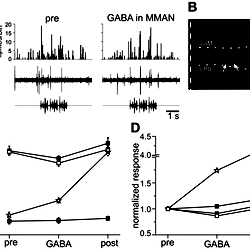 Inactivation of MMAN resulted in little change in HVC auditory responses.