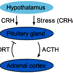 Schematic of the HPA axis.