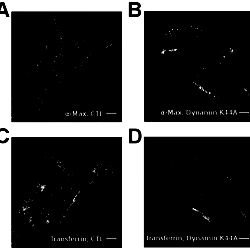 The transfection of the defective Dynamin1 K44A mutant blocks the ...
