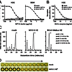HE-Fc fusion protein displays proper receptor-binding and enzymatic ...