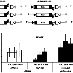 Requirement of the 5′ UTR sequence in translation.