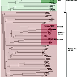 Phylogenetic analysis of cys-loop ion channel subunits.