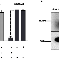 Confirmation of SmACC knockdown.