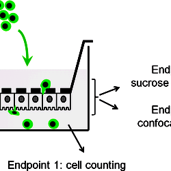 Schematic representation of the Transwell migration assay.