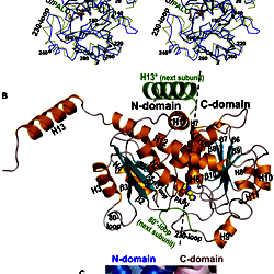 The PTC protomer structure.