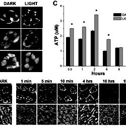 Bisected Head Illumination (BHI) Preparation for Examining Stage-1 TRPL ...