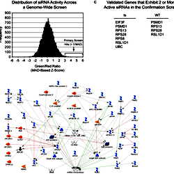 Genome-wide siRNA screen for PQC factors.