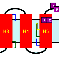 Schematic illustration of the topology of PQ-loop proteins.
