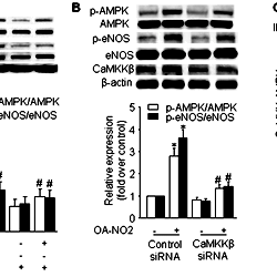 CaMKK is the upstream AMPKK that mediates OA-NO2-induced AMPK activation.