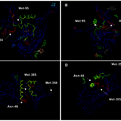 Corresponding conformation at the 3F5-recognized epitope in α1PI and ...