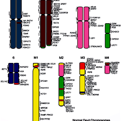 Physical map of DFTD Strain 1.