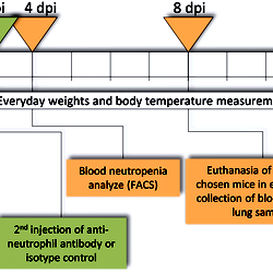 Graphical representation of the neutropenia induction timeline.
