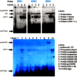 LRH-1 binds to specific ERE sequences of the GREB1 and pS2 promoters.