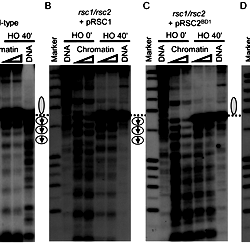 Replacing the BAH domain of Rsc2 with the Rsc1 BAH domain allows Rsc2 ...