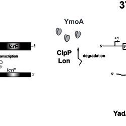 Model of thermoregulated expression of LcrF synthesis.