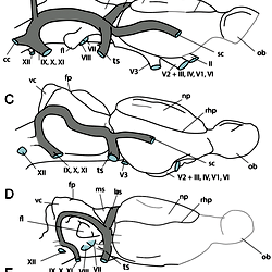 Reconstruction of the lateral view of Hyopsodus lepidus compared with ...