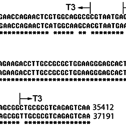 Alignment of T3 and T7 sequences near the crossover regions seen in the ...