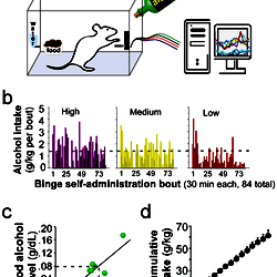Operant model of binge alcohol self-administration in adolescent male ...