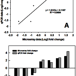 qPCR validation of the microarray data.